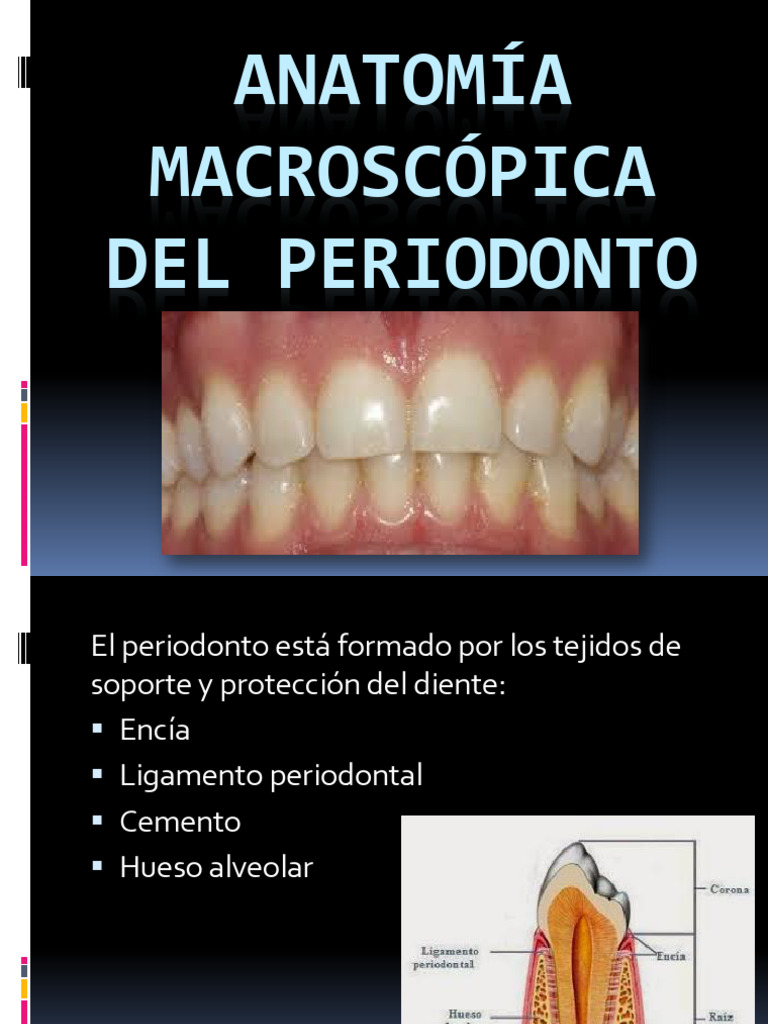 Anatomia Macroscopica Del Periodonto | PDF | Epitelio | Anatomía