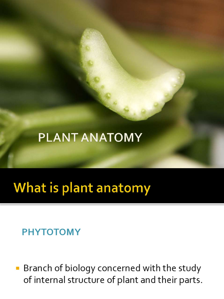 Plant Anatomy Hand Written Note | PDF | Tissue (Biology) | Leaf