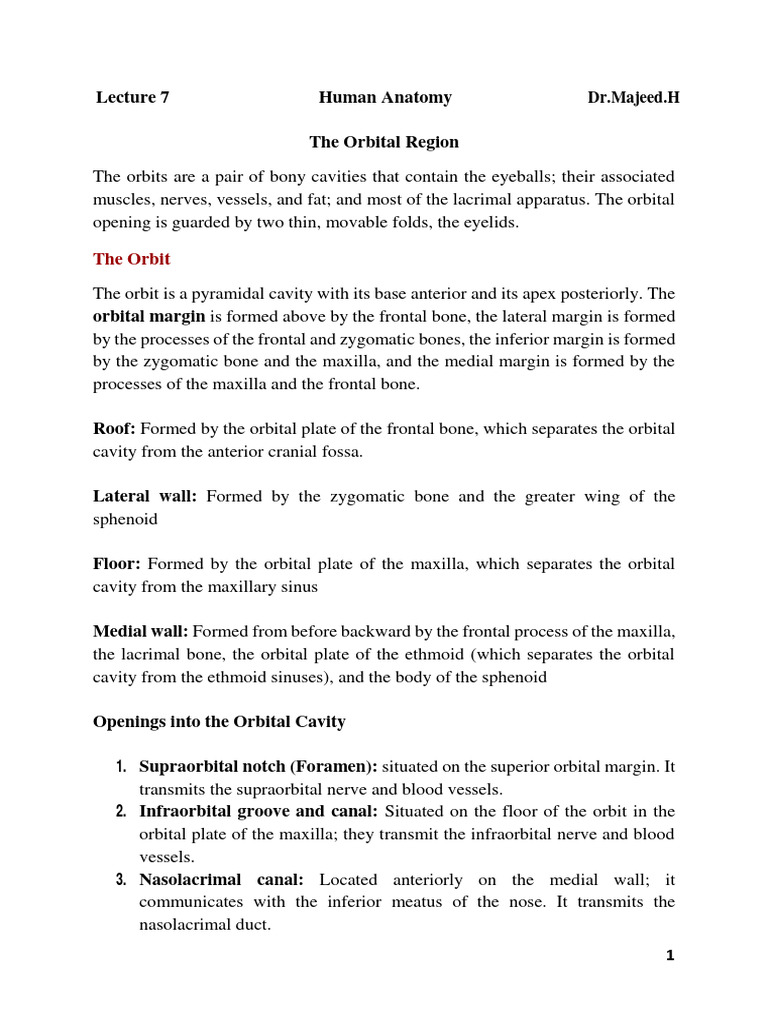 Lecture 7 Anatomy First Year | PDF | Human Head And Neck | Human Anatomy