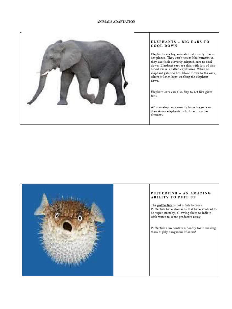 Animals Adaptation | PDF | Penguin | Elephant
