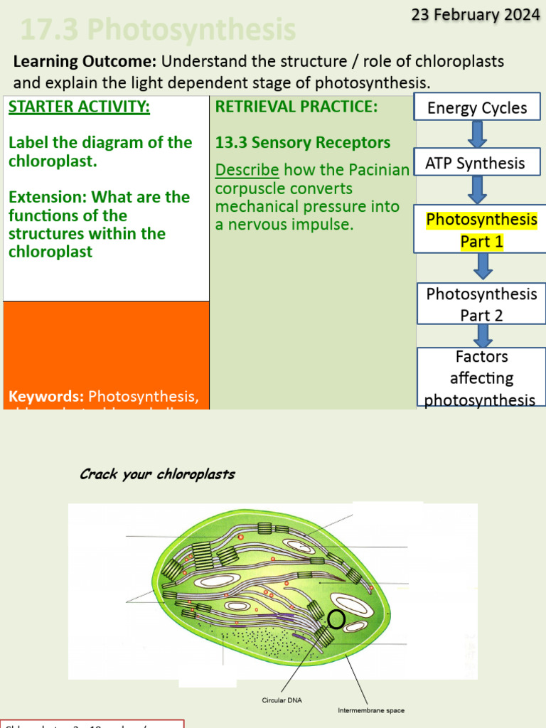 Photosynthesis Part 1 | PDF | Photosynthesis | Chloroplast