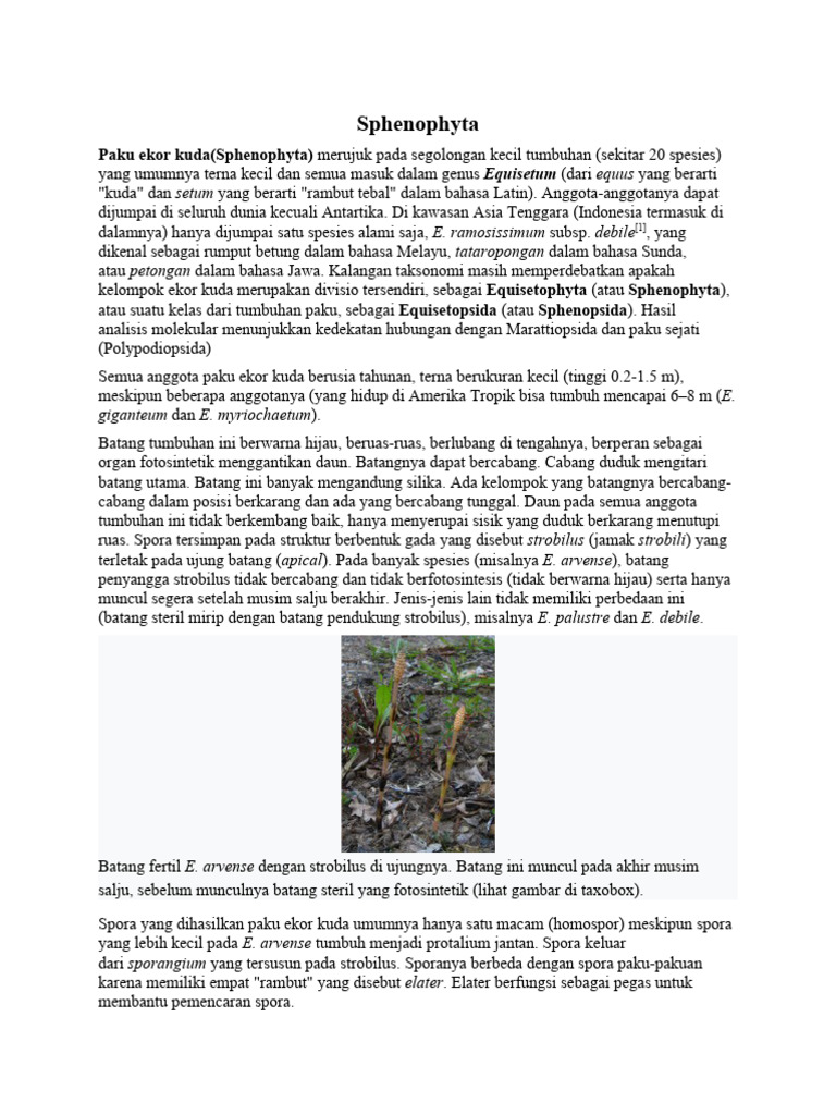 Sphenophyta | PDF | Sains & Matematika