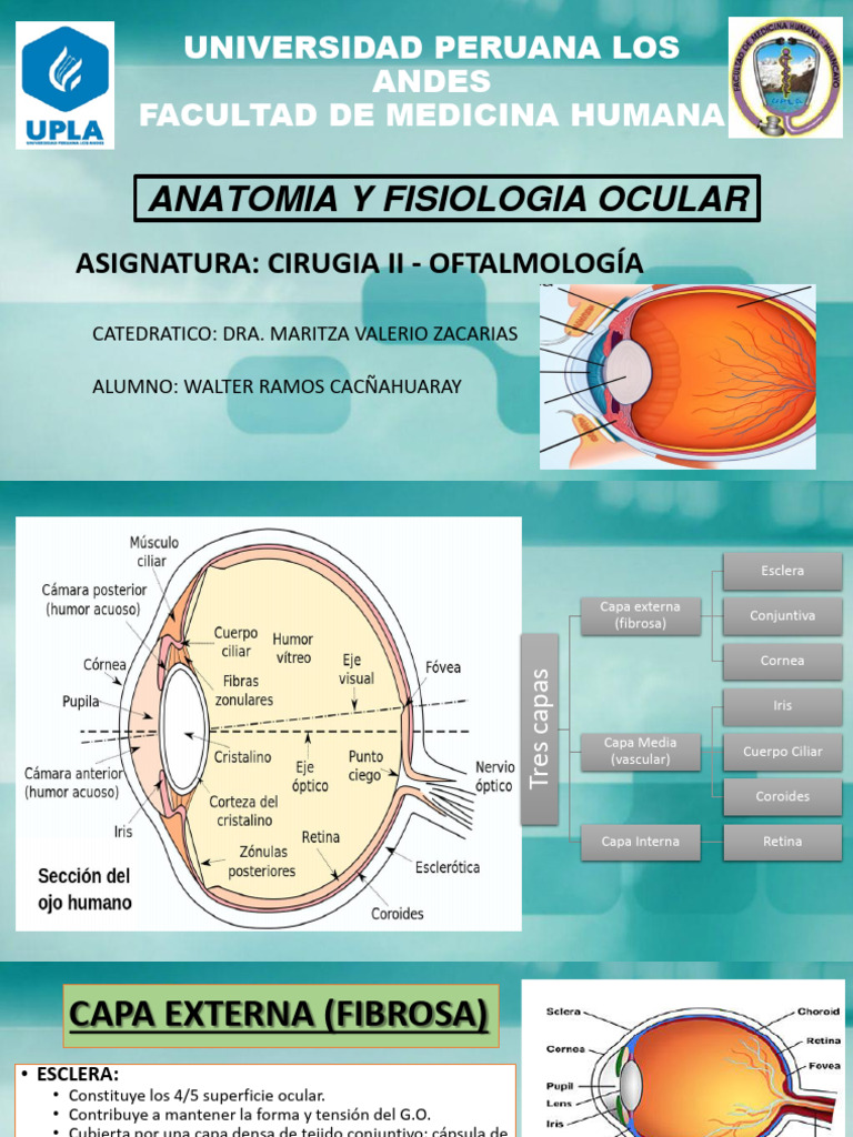Anatomia y Fisiologia Ocular. WRC | PDF | Ojo humano | Percepción visual