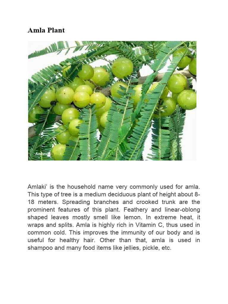 TREES | Download Free PDF | Trees | Leaf