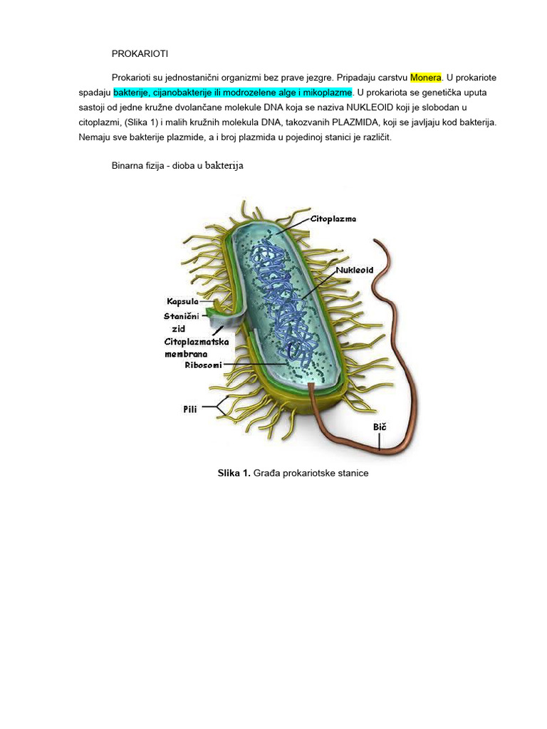 Prokariot Eukariot | PDF