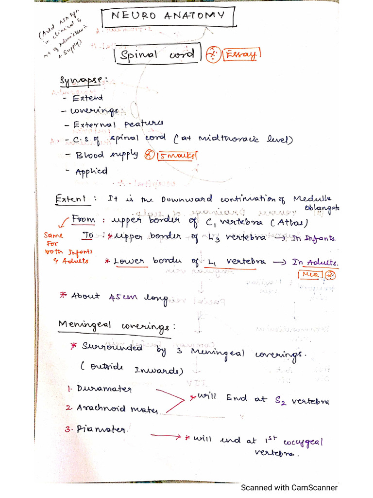 13 Neuroanatomy Notes | PDF