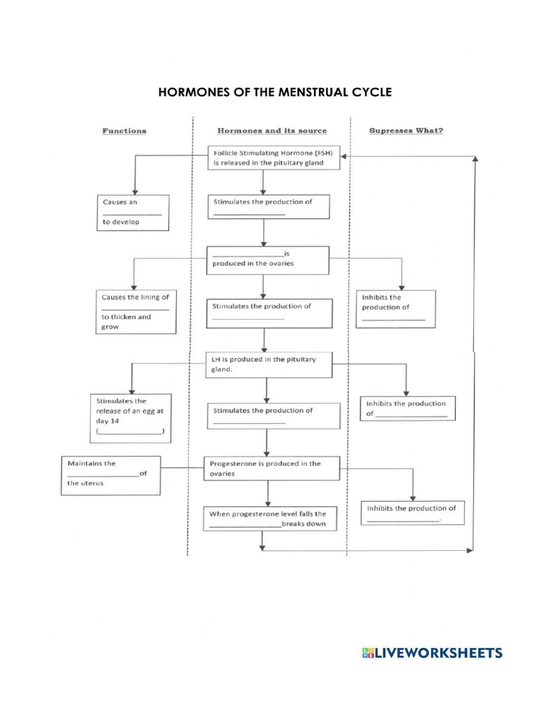 Hormones of The Menstrual Cycle | PDF