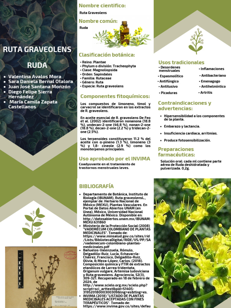 Propiedades y Usos de Ruta Graveolens | PDF | Salud y bienestar ...