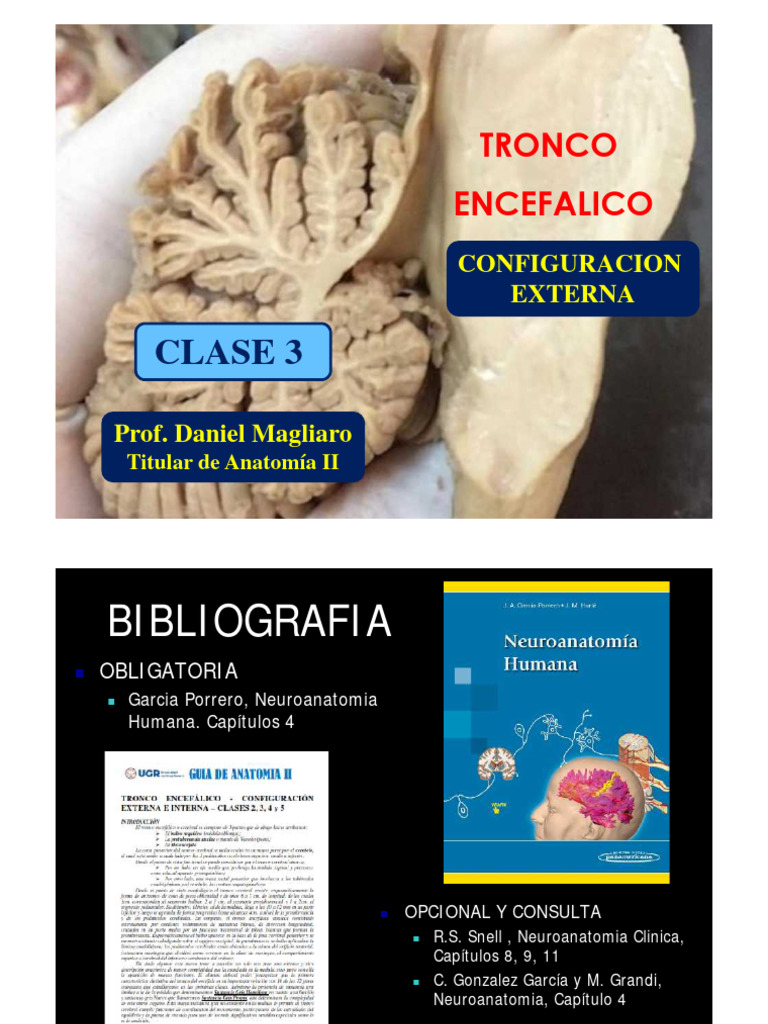 03.1 - Tronco Encefalico Externa | PDF | Cerebelo | Cerebro