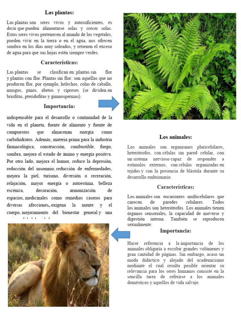 Importancia de Plantas y Animales | PDF | Plantas | Naturaleza