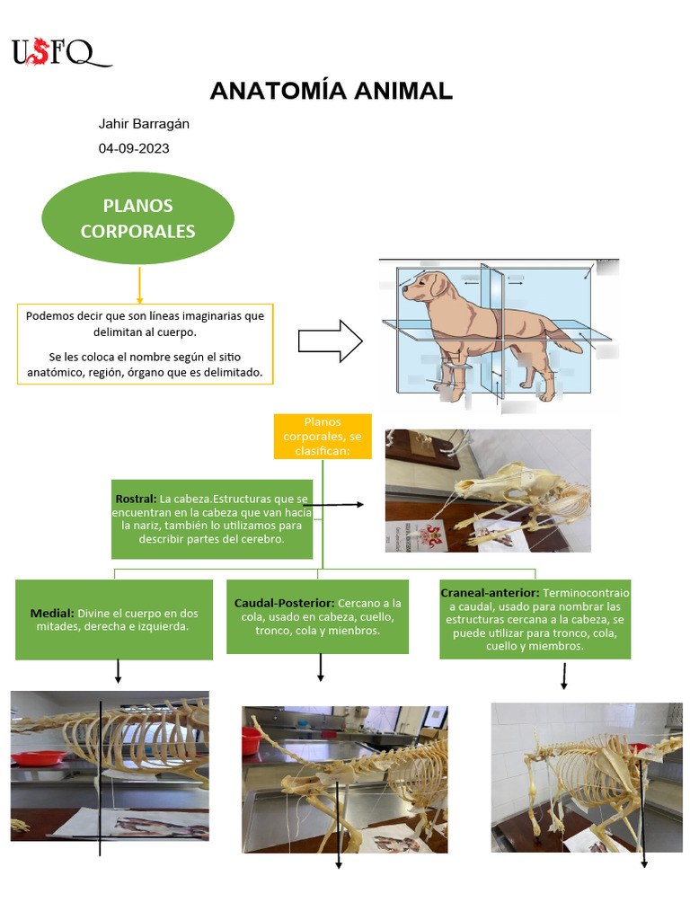 Anatomía Animal Y Tipos De Huesos Pdf Términos Anatómicos De