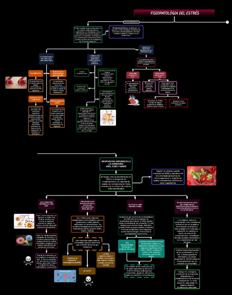 Fisiopatológia Del Estrés - Mapa Conceptual | PDF | Citocina | Inmunología