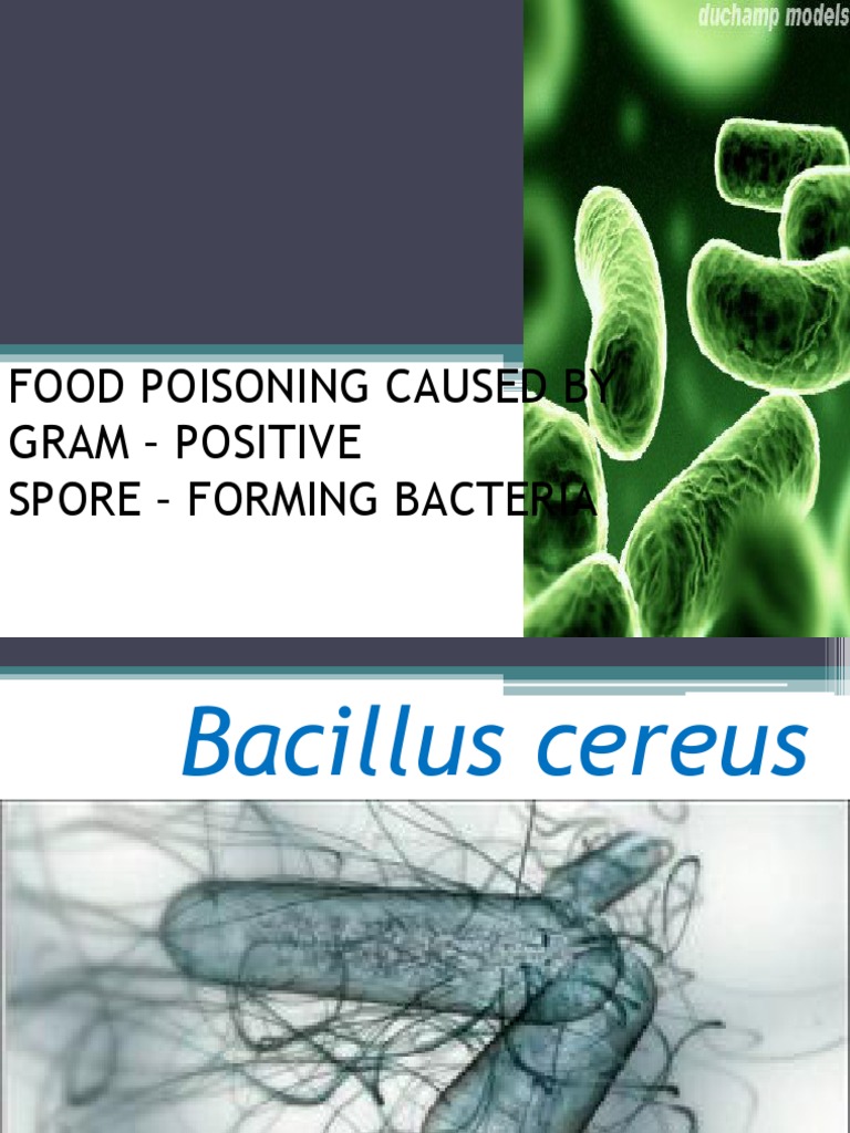 Food Poisoning Caused by | PDF | Bacillus | Foodborne Illness