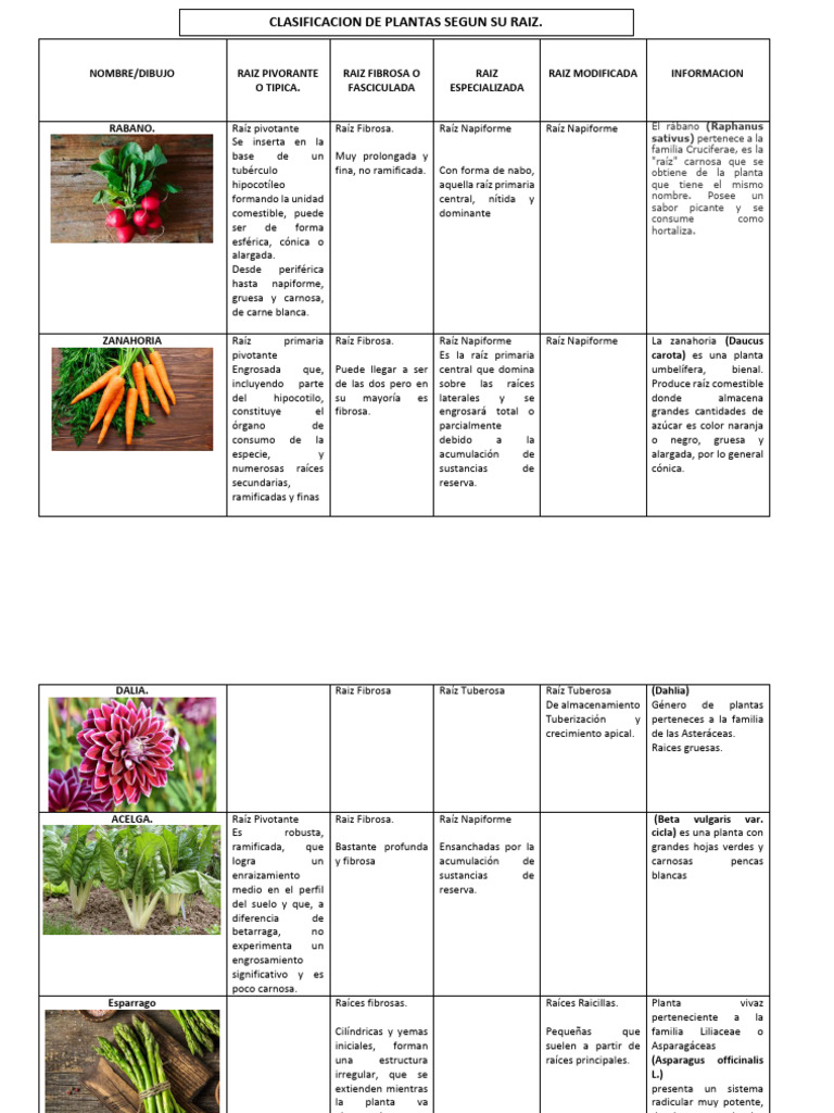 Ejemplos de raíces napiformes | PDF | Plantas | Botánica