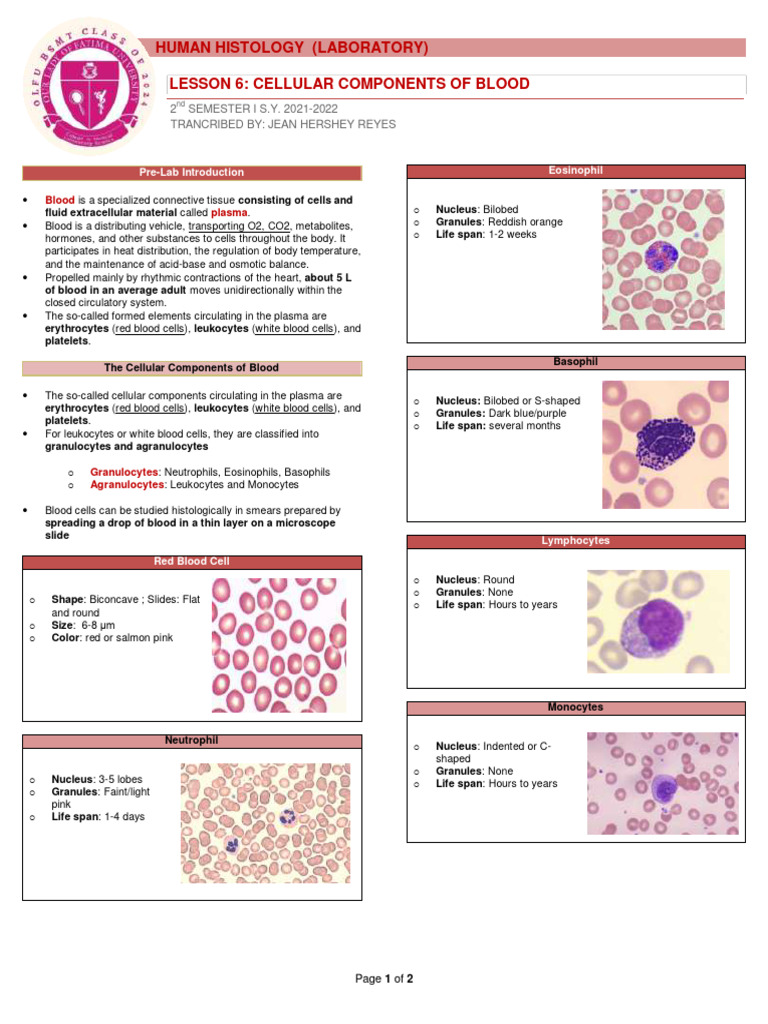 Laboratory 6 Cellular Components of Blood | PDF | White Blood Cell | Granulocyte