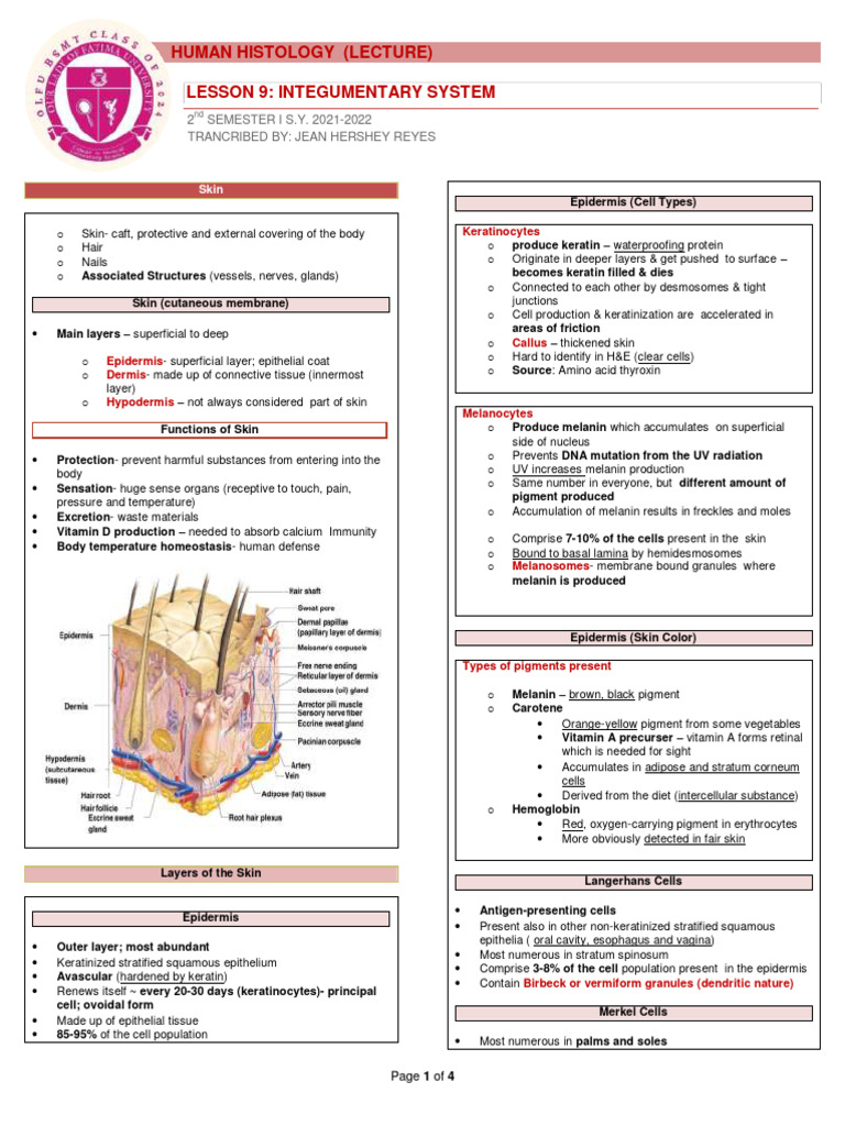 Lecture 9 Integumentary System | PDF | Skin | Epidermis