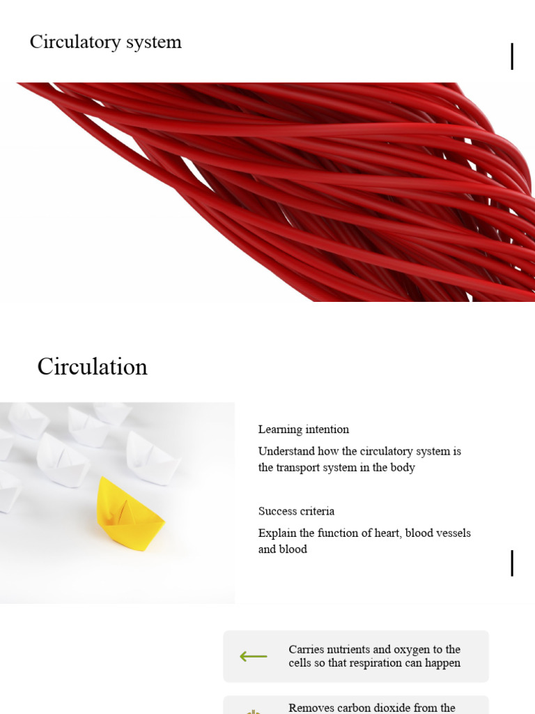 Circulatory System Pdf Heart Artery