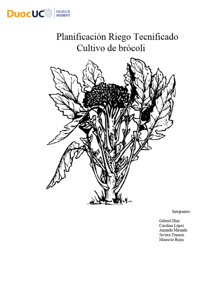 Riego Eficiente Para Cultivo De Brócoli Pdf Brócoli Suelo