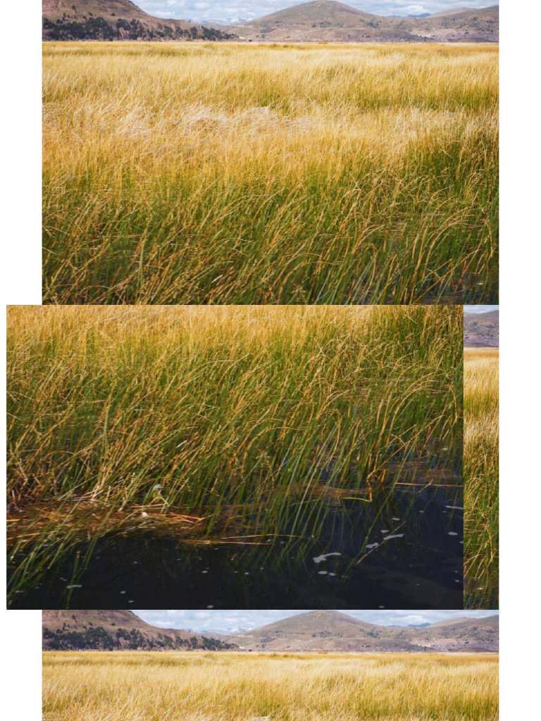 Totoral Planta | PDF