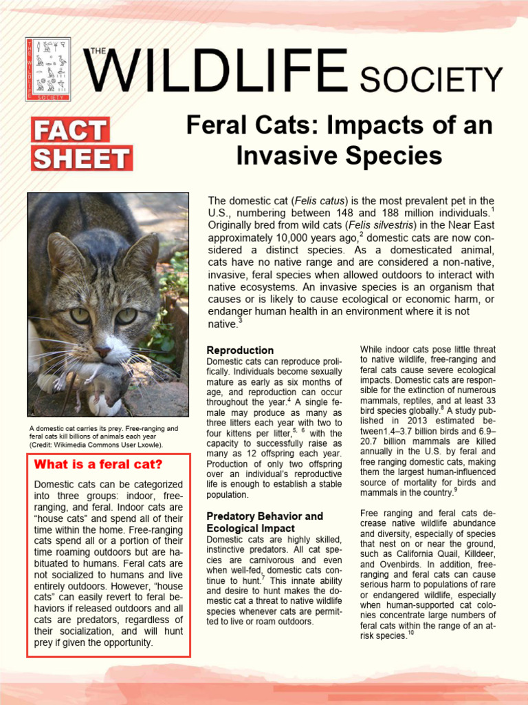 Feral Cats | PDF