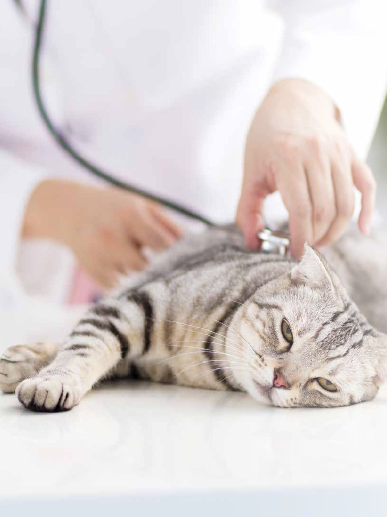 TVP 2017 0304 - Feature - Fever in Cats - FORWEB | PDF