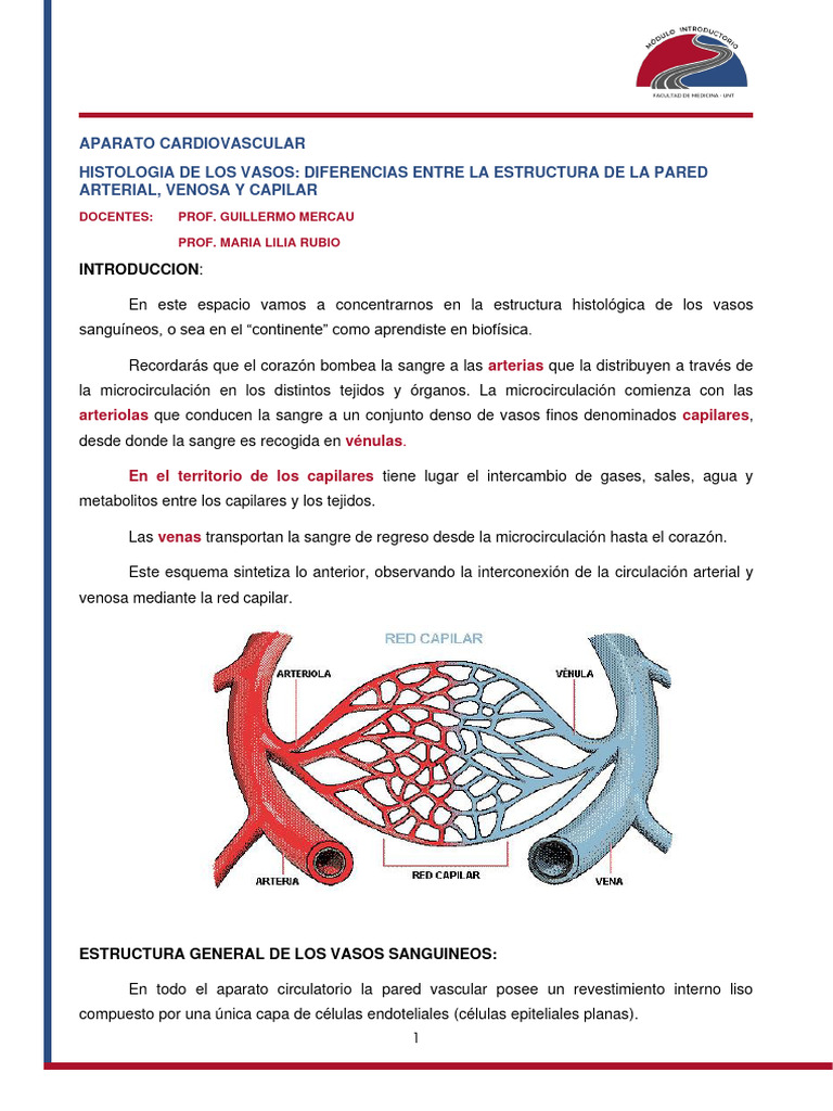 Histología de Los Vasos | PDF | Artería | Capilar
