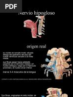 Nervio Hipogloso Anatomia Funcion e Importancia Clinica | PDF | Lengua | Anatomía humana