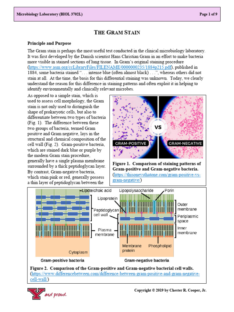 Gram-Staining Protocol (Cooper 2019) | PDF | Staining | Gram Positive ...