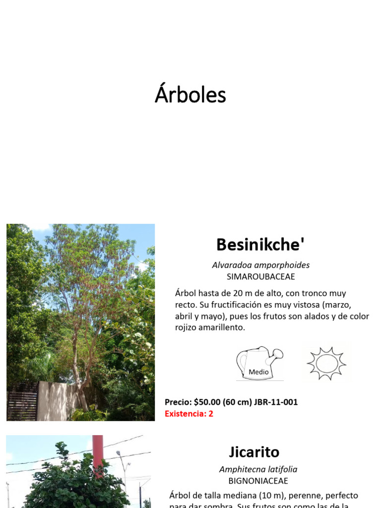Catalogo Arboles | PDF