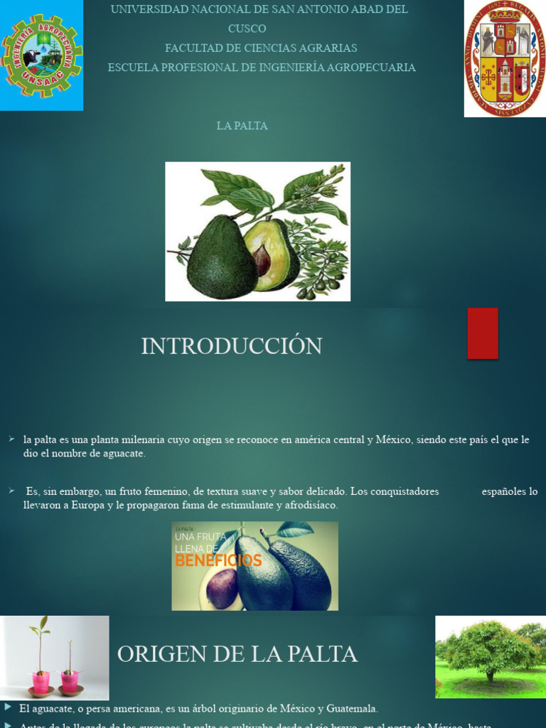 Historia y Cultivo de la Palta en Perú | PDF | Aguacate | México