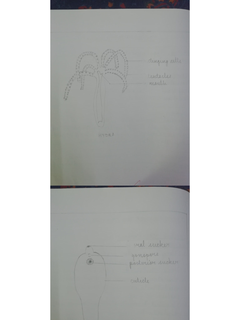 animal specimens diagrams | PDF