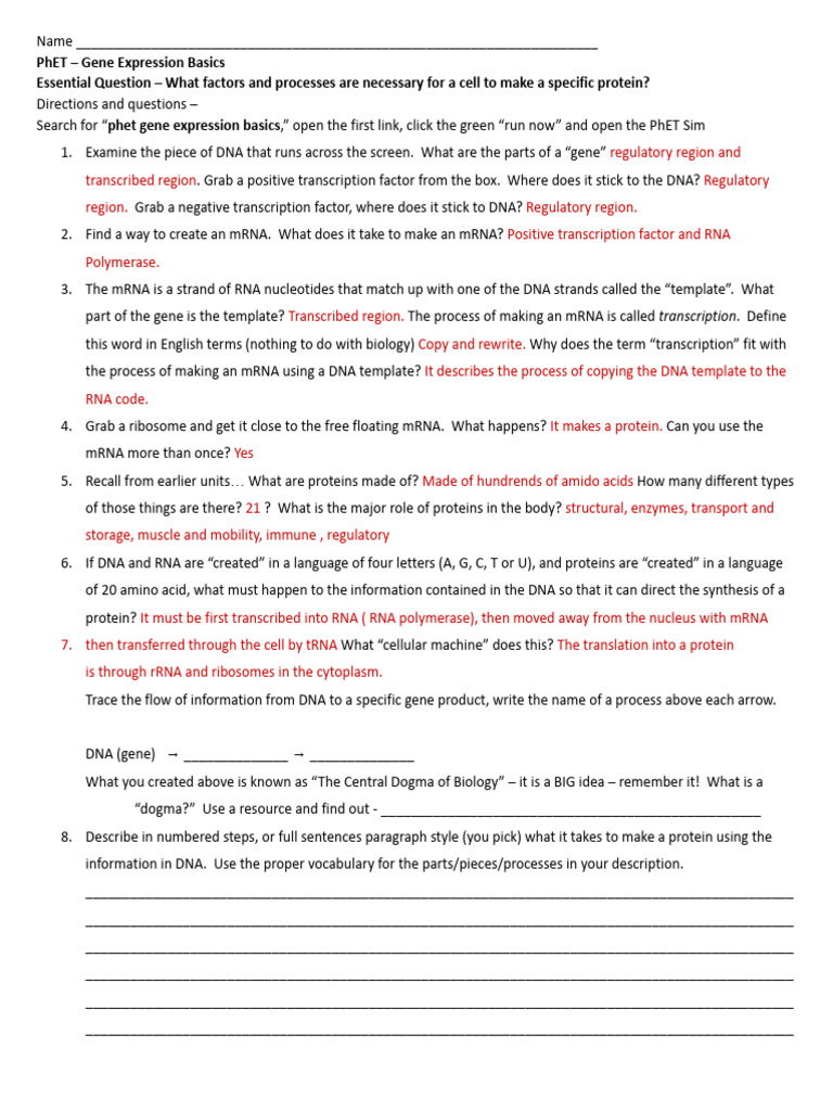 Gene Expression Protein Synthesis Simulation Pdf Gene Life Sciences
