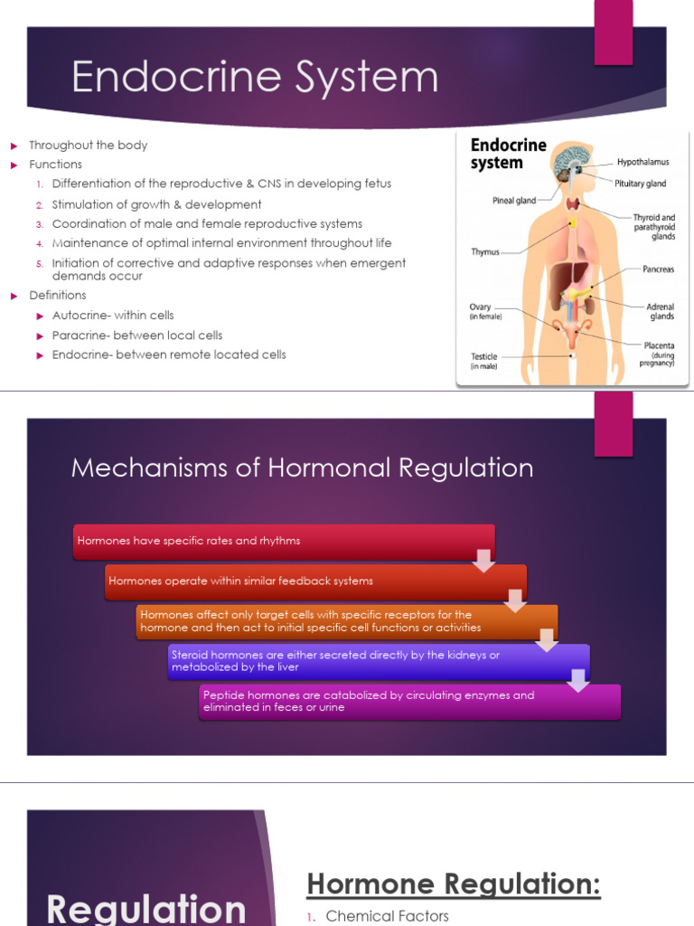 Endocrine | PDF | Endocrine System | Adrenal Gland