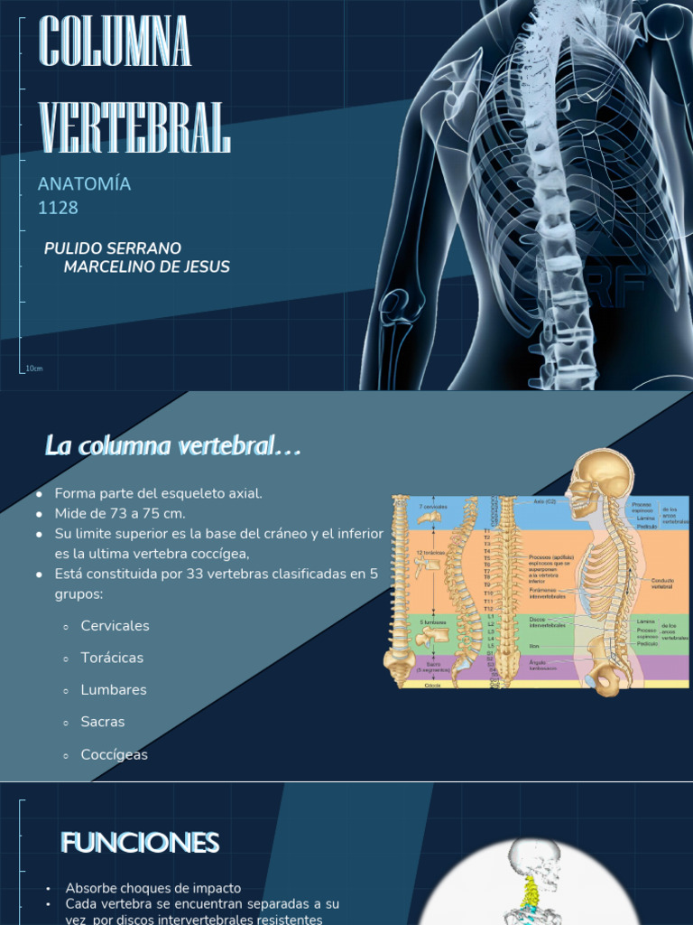 Anatomía de la Columna Vertebral | PDF | La columna vertebral | Vértebra