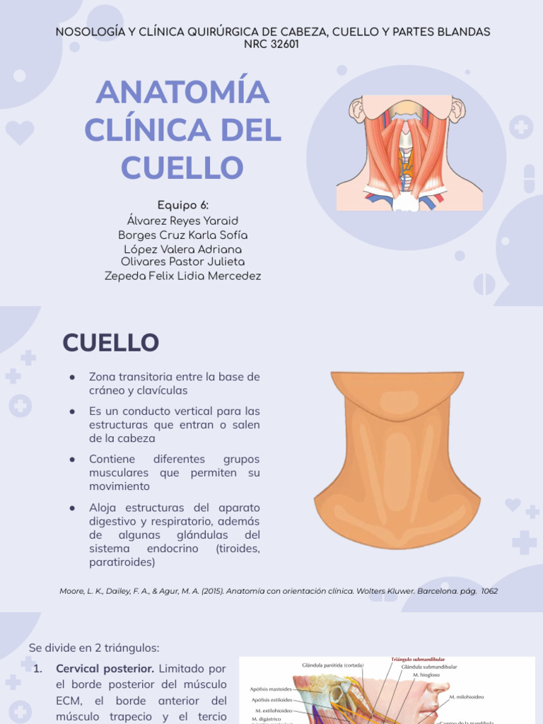 Anatomía Clínica del Cuello | PDF | Laringe | Tiroides