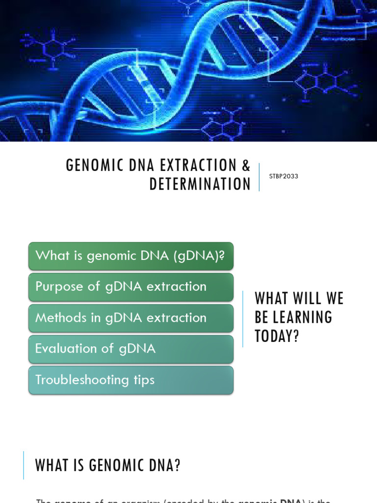 Genomic DNA Extraction | PDF | Gel Electrophoresis | Dna