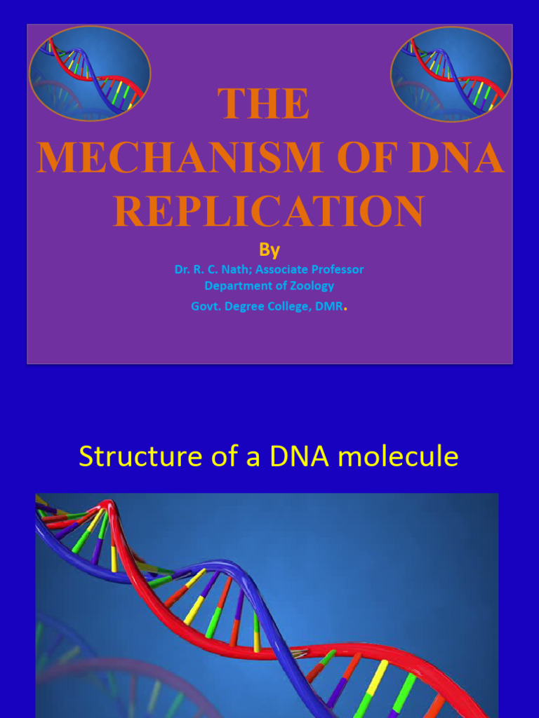 Zoology DNA Replication | Download Free PDF | Dna Replication | Dna