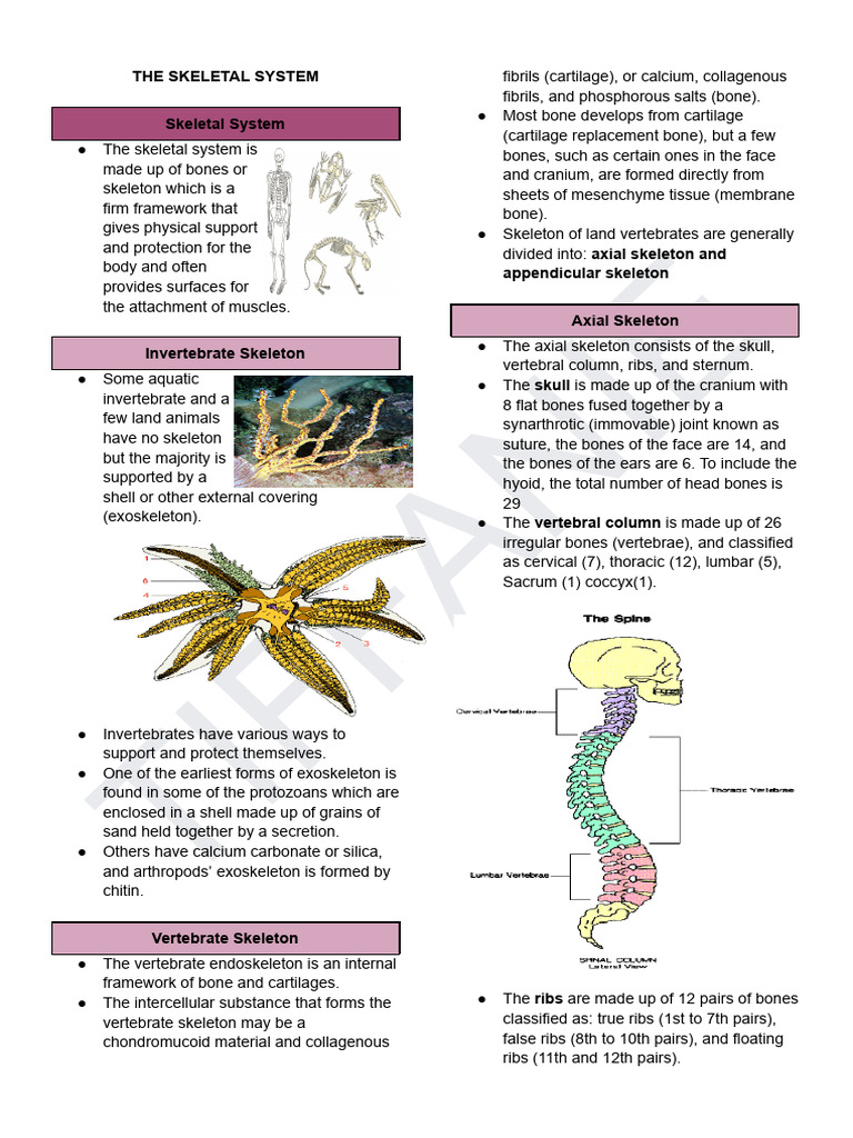 The Skeletal System 1 | PDF | Skeleton | Anatomical Terms Of Location