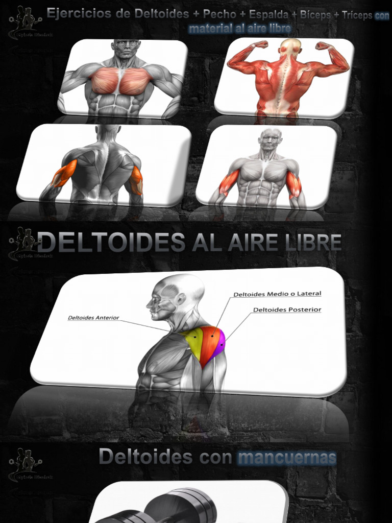 Ejercicios +Deltoides+Pecho+Espalda+Biceps+Tríceps (Guía de Ejercicios ...