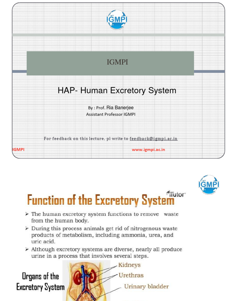 Human Excretory System | PDF
