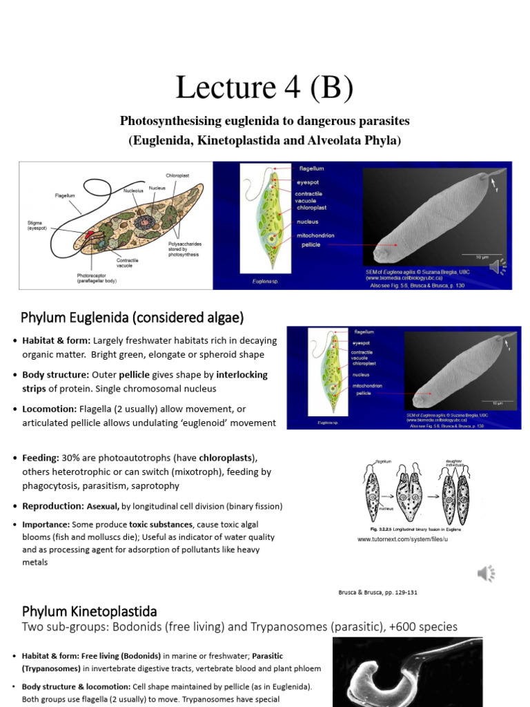 Lecture 4 - (B) Euglenida, Kinetoplastida and Alveolata Phyla | PDF ...