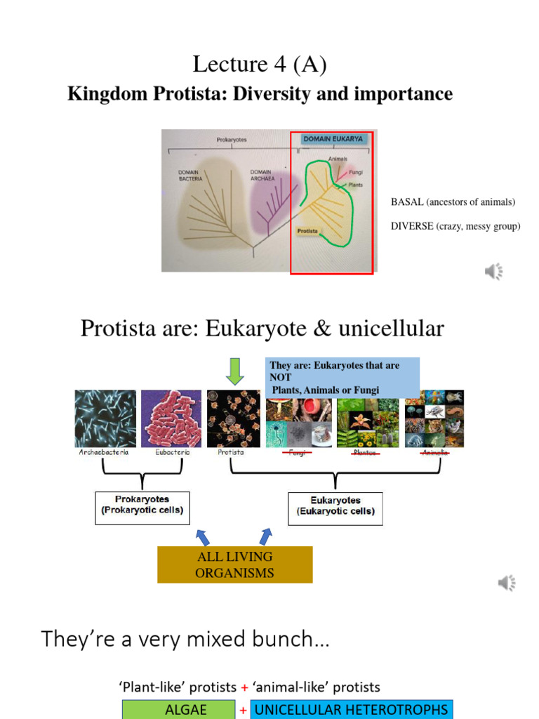 Lecture 4 - (A) Introduction To Protista | PDF | Cell (Biology ...
