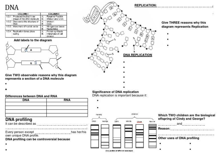 dNA One Pager | Download Free PDF | Dna | Dna Replication