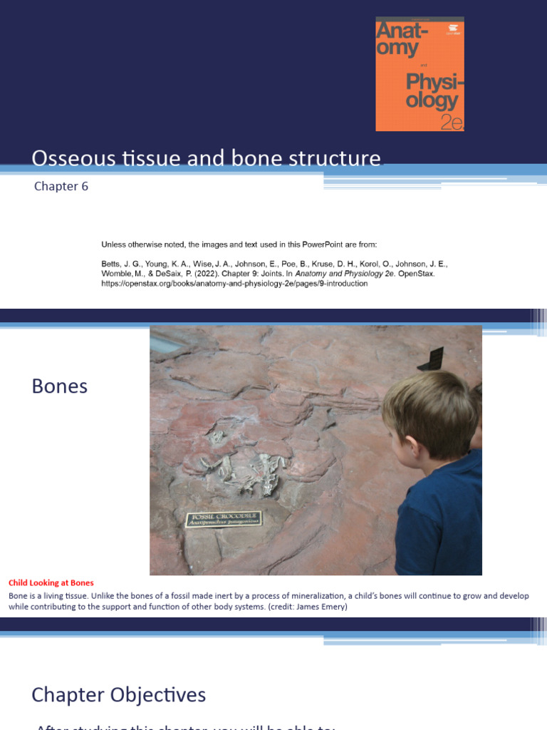 Ch 6 Osseous Tissue Bone Structure Pdf Bone Osteoblast