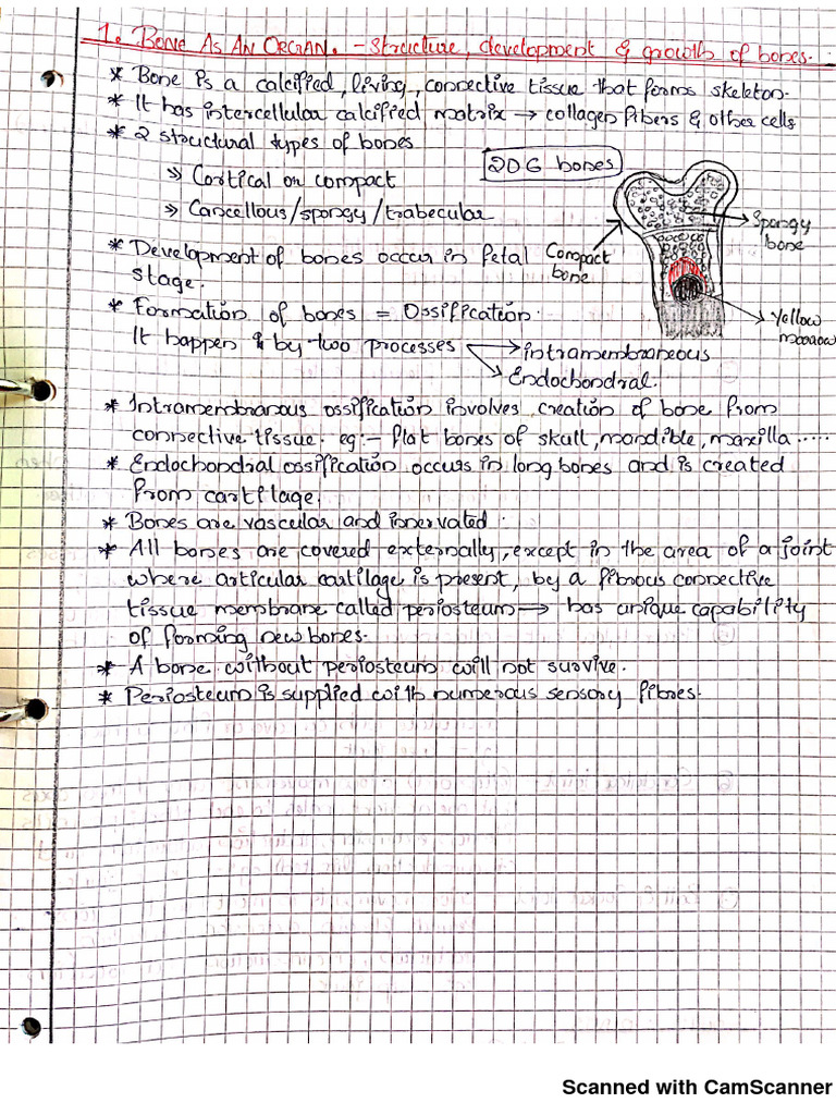 Anatomy Written Notes | PDF