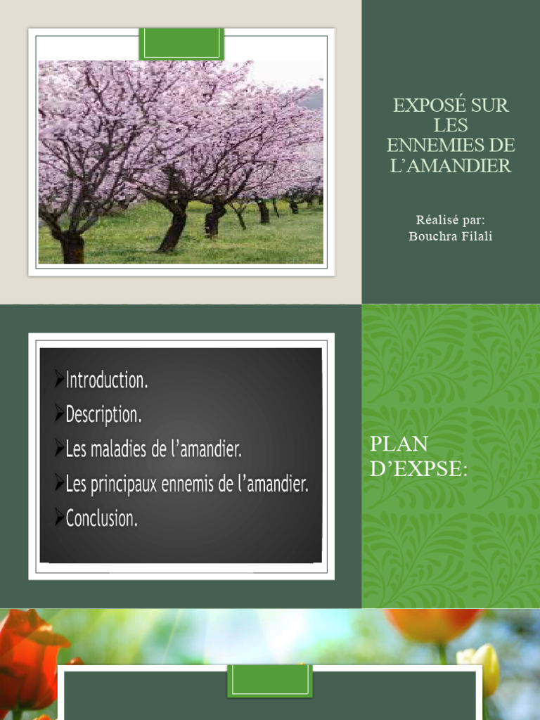 Exposé Sur Les Ennemies de L'amandier Bouchra | PDF