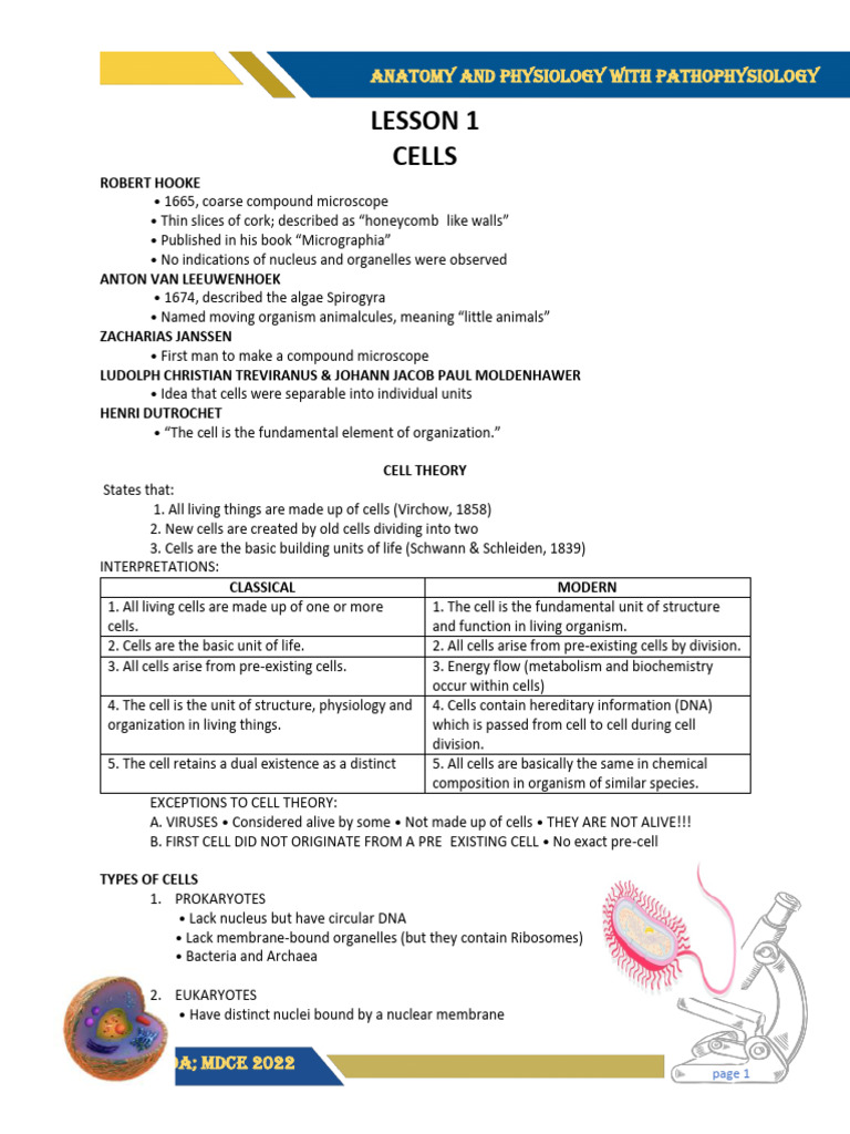 Anatomy Cells | PDF | Cell Membrane | Endoplasmic Reticulum
