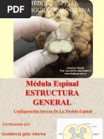 Sistematizacion de La Medula Espinal | PDF | Médula espinal | Materia gris