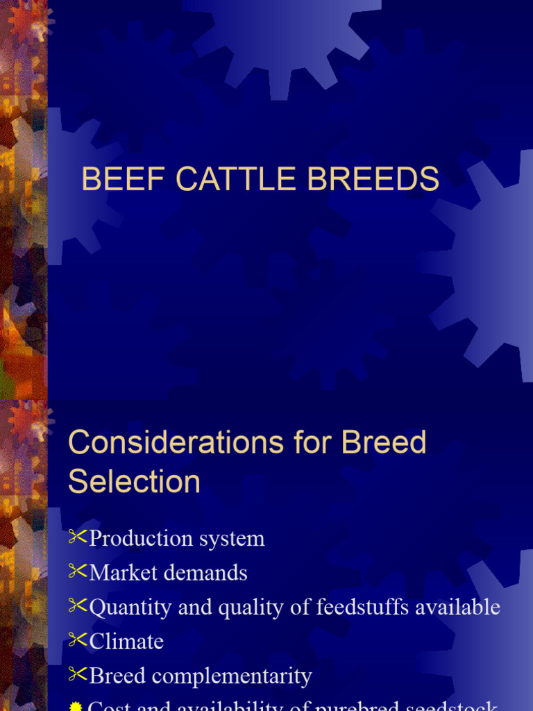 Beef Cattle Breeds | PDF | Cattle | Animal Breeds