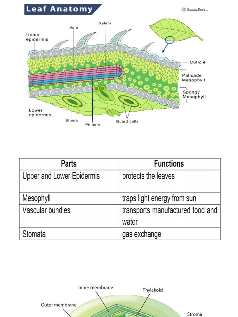 Intro To Photosynthesis | PDF